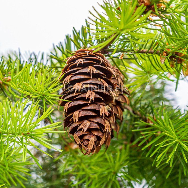 Graines Sapin de Douglas, Pin d'Oregon, pseudotsuga-menziesiidouglas