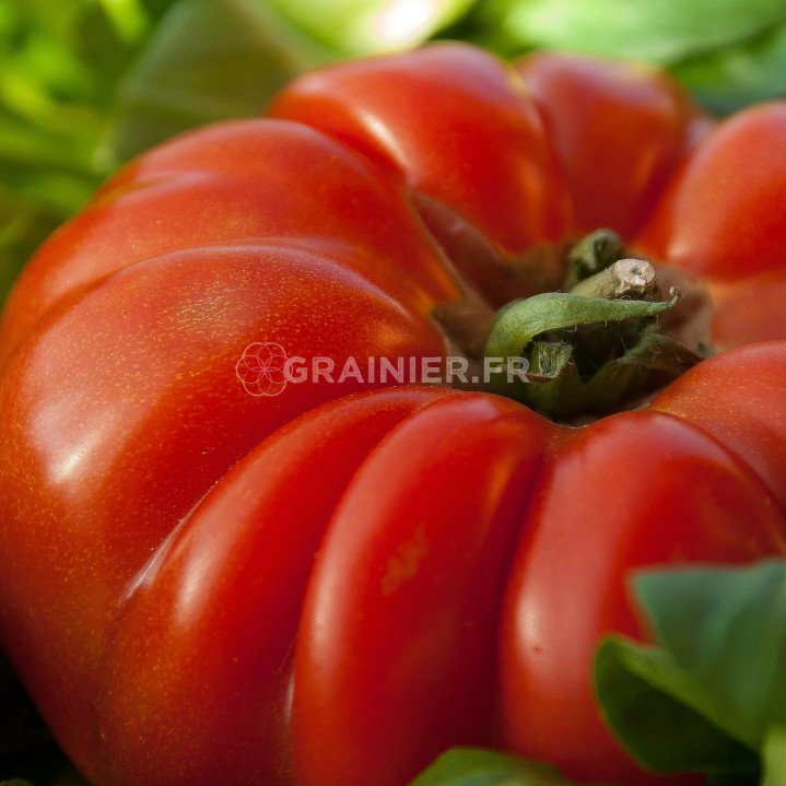 Graines Tomate à gros fruits côtelés, Tomate Muchamiel