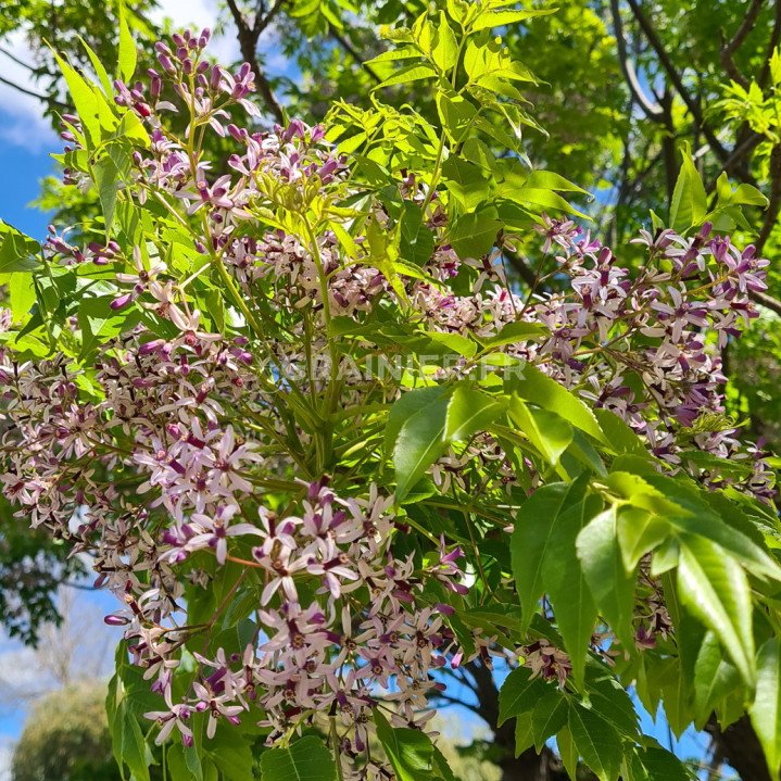 Graines-Seeds Lilas de Perse, Margousier, Melia Azedarach, Faux Neem