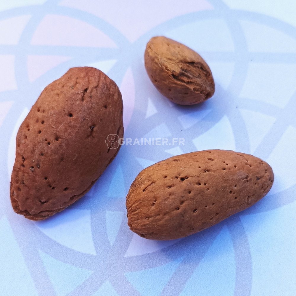 Graines-Seeds Amandier, Prunus dulcis, Prunus amygdalus