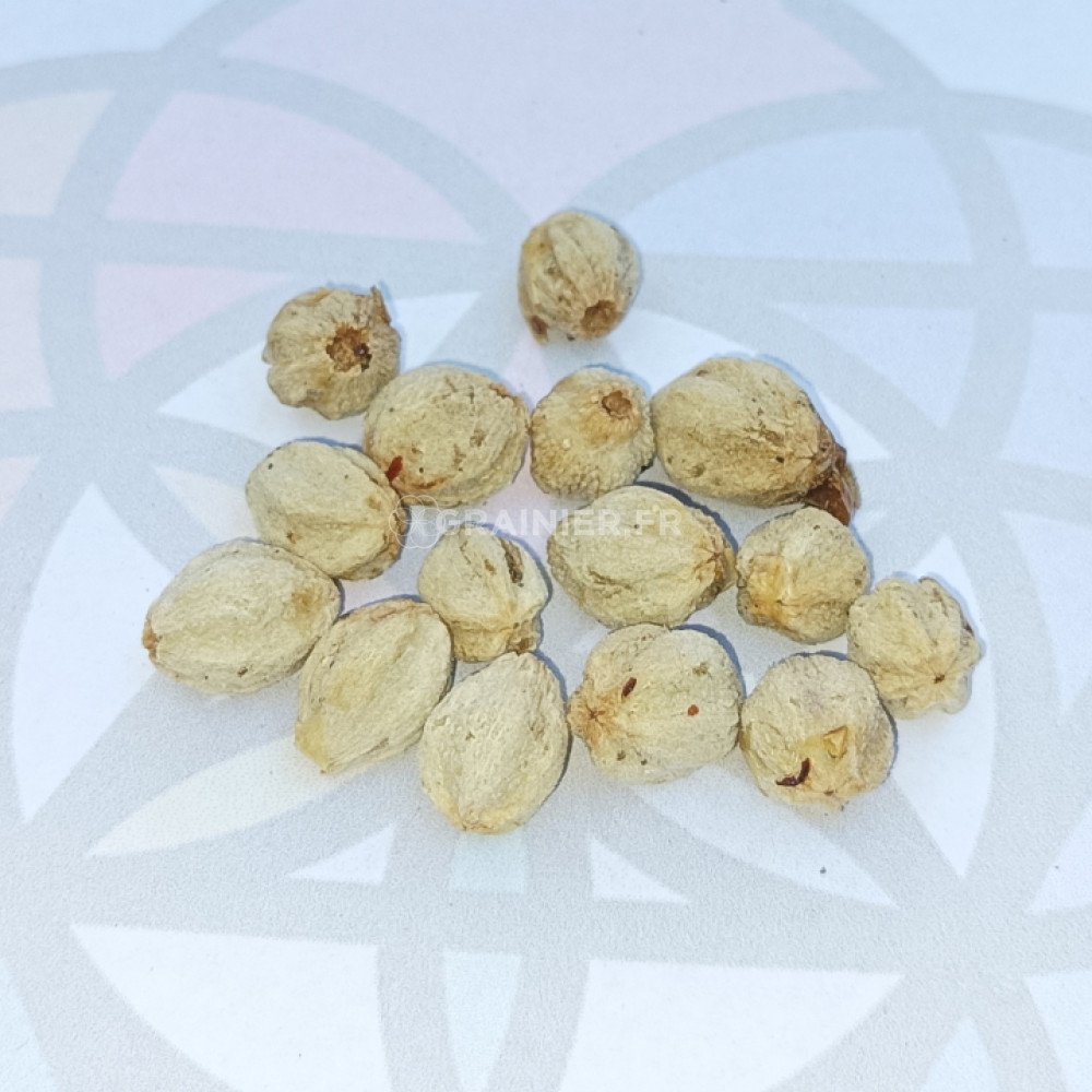 Graines-Seeds Lilas de Perse, Margousier, Melia Azedarach, Faux Neem