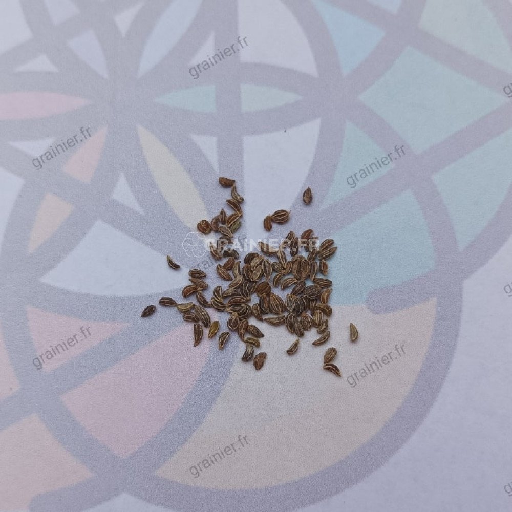 Graines-Seeds Persil Frisé