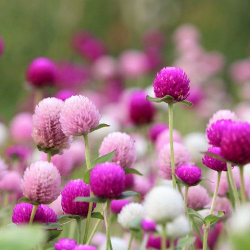 Graines-Seeds Amarantine Globuleuse, Gomphrena globosa mélange