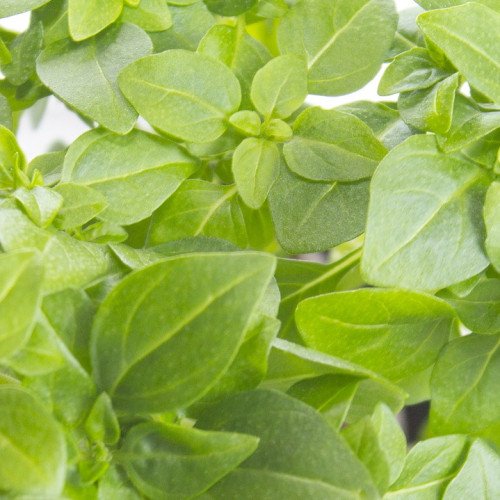Graines-Seeds Basilic Citron "Lemonette", Ocimum americanum