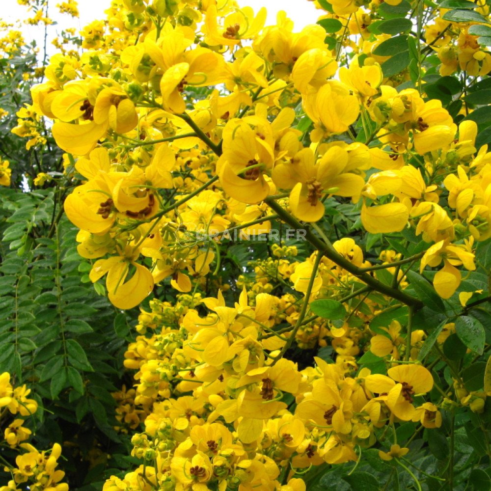 Graines-Seeds Cassia spectabilis, golden wonder tree, American cassia