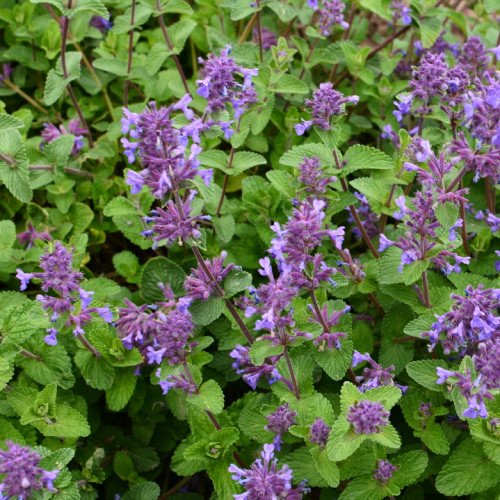 Graines-Seeds Cataire, Nepeta cataria, Nepeta Racemosa mélange