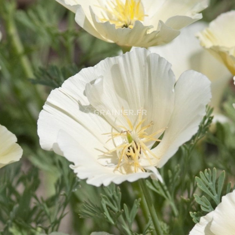 Graines-Seeds Pavot de Californie Blanc, Eschscholzia Californica