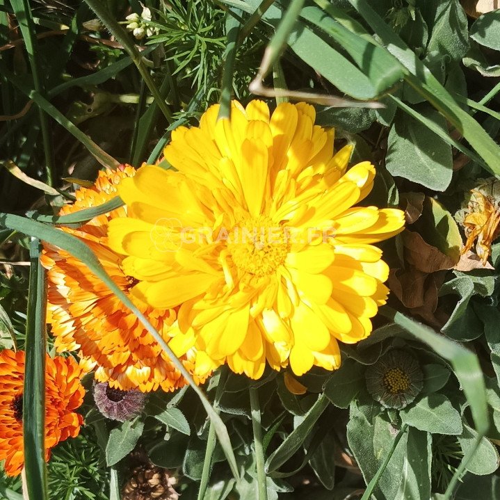 Graines-Seeds Souci officinal , Calendula officinalis mélange