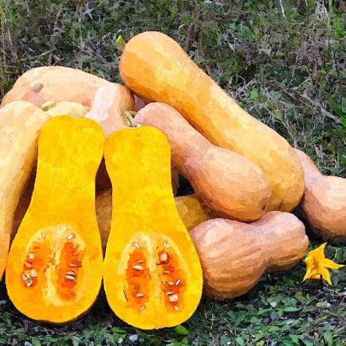 Graines-Seeds Courge Butternut, Cucurbita moschata Butternut