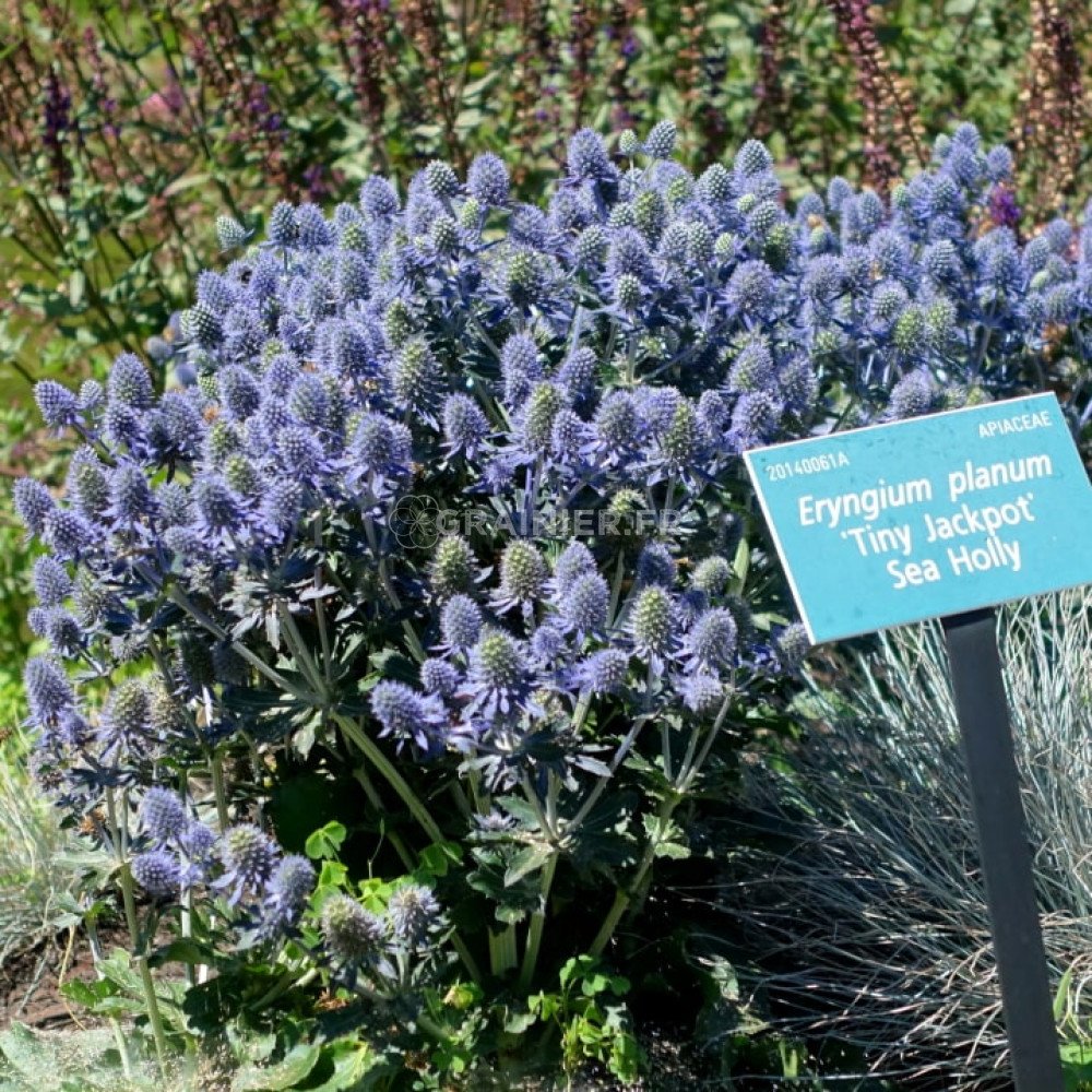 Graines-Seeds Chardon bleu, Eryngium planum